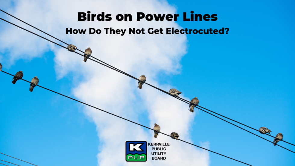 Birds on Power Lines • Kerrville Public Utility Board